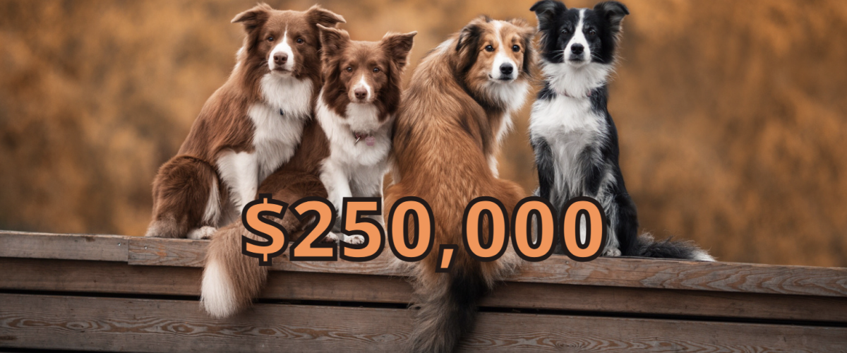 $5 Scratchcard Win Turns Out to be $250,000 - Play the Lottery online ...